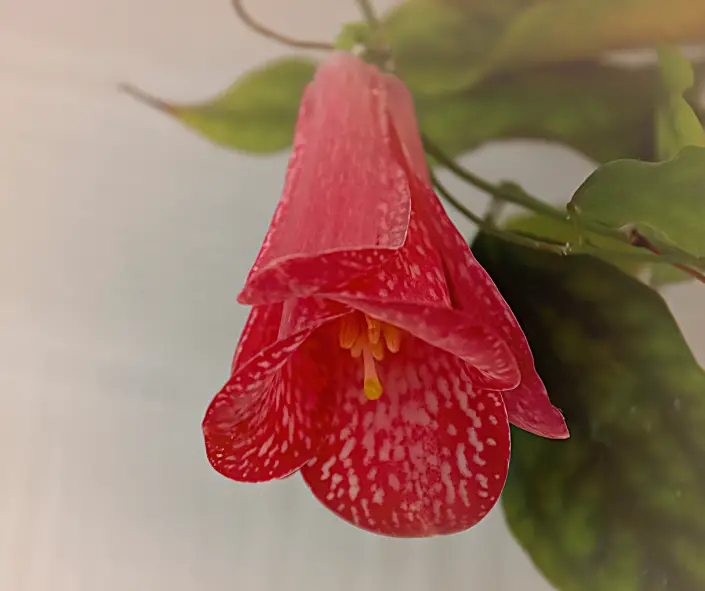 National Flower of Chile: Copihue, symbol of beauty, history